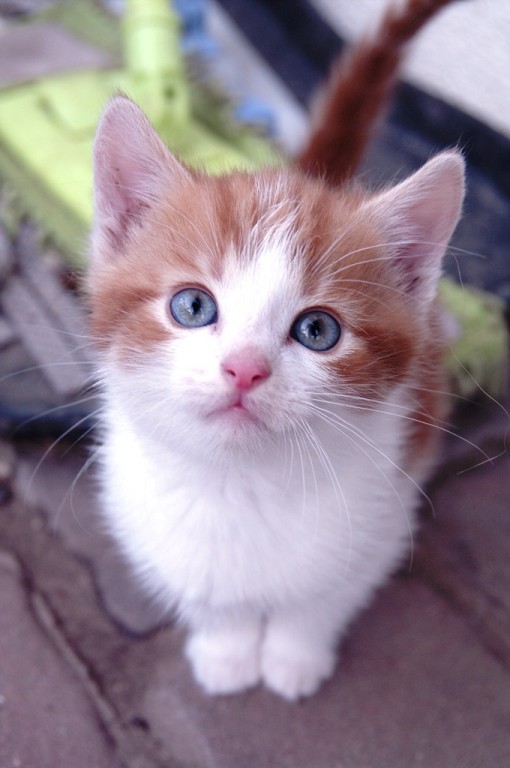 Katzen Welpe | Ponyhof Rügen